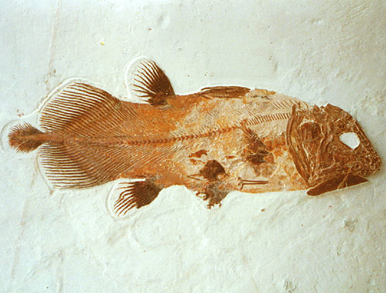 Fossilien aus den Solnhofener Plattenkalken / Galerie / Fische