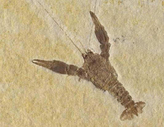 Fossilien aus den Solnhofener Plattenkalken / Galerie / Krebse