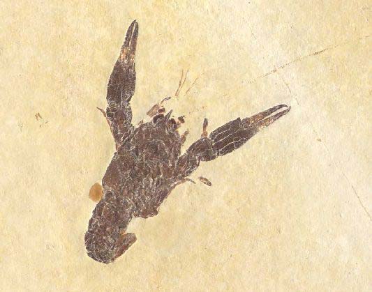 Fossilien aus den Solnhofener Plattenkalken / Galerie / Krebse