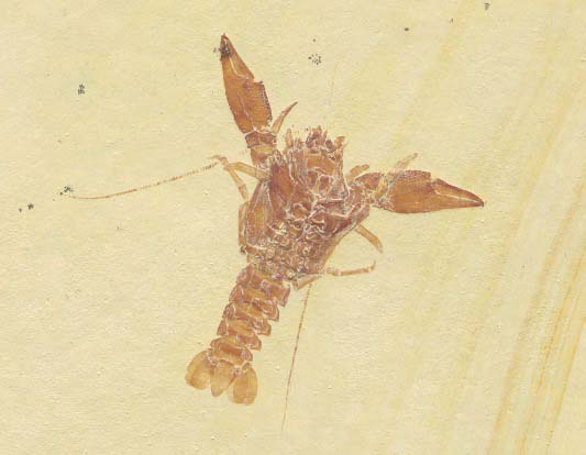 Fossilien aus den Solnhofener Plattenkalken / Galerie / Krebse